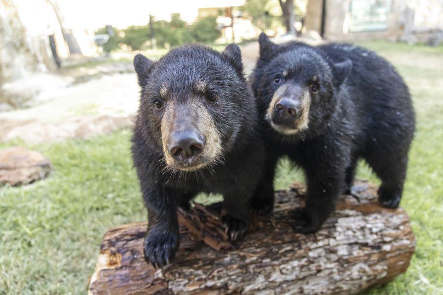 News & Updates | Baylor Bear Habitat | Baylor University